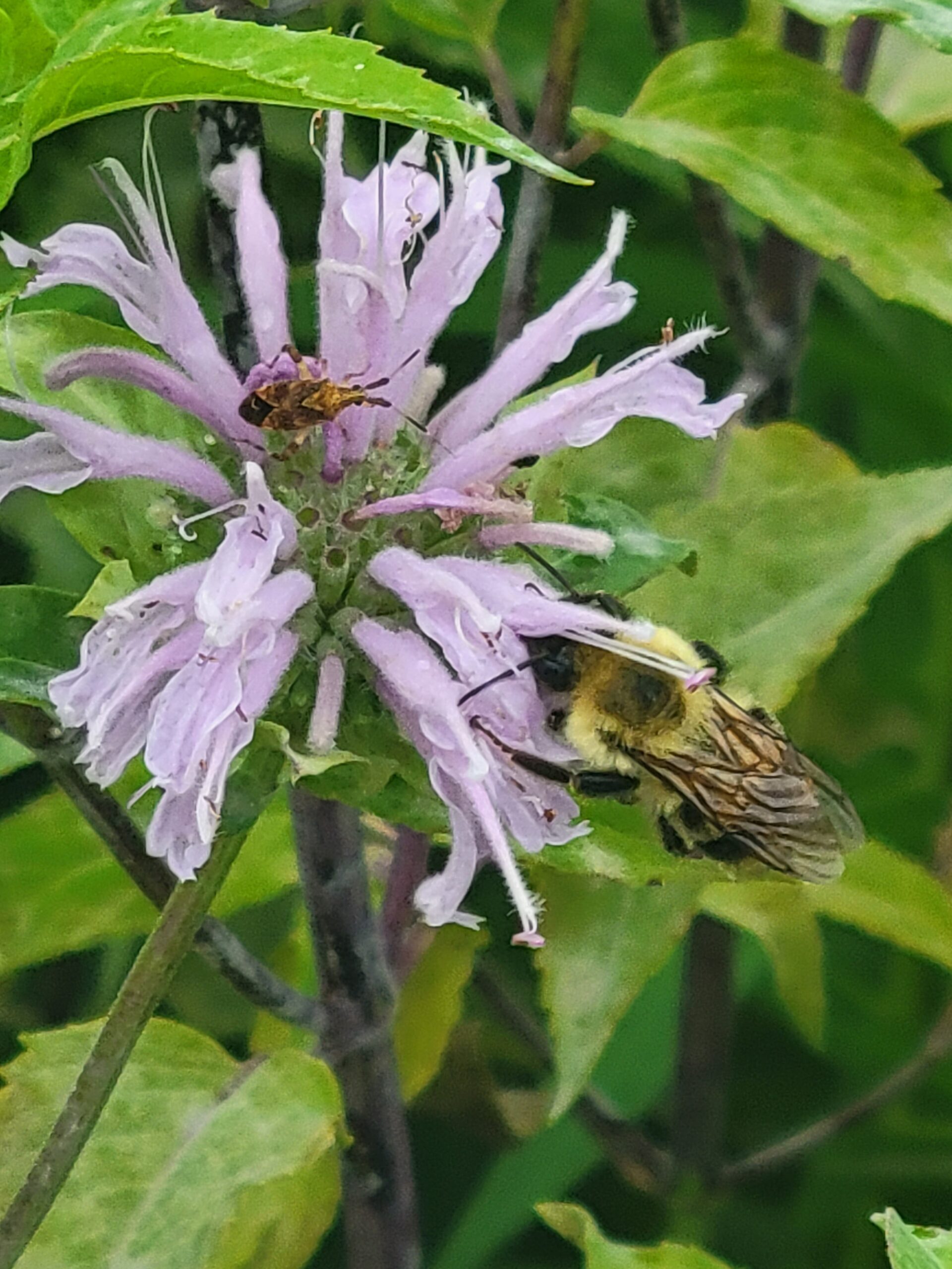 Home - Creating Habitats for Pollinators